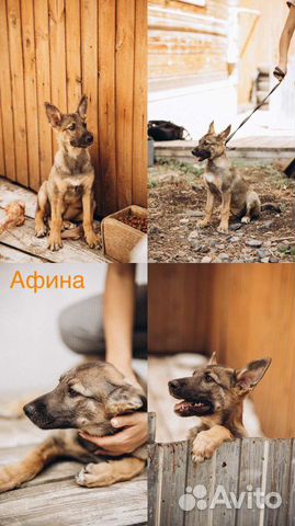 Щенки