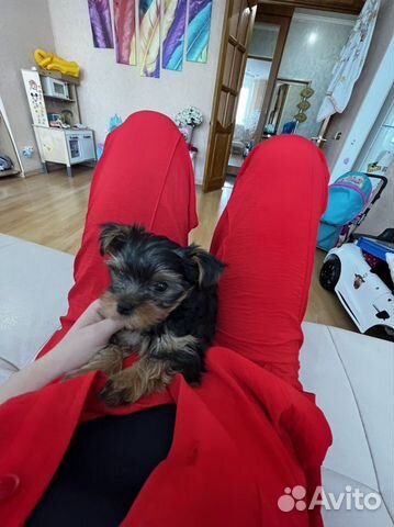 Йоркширский терьер мини мальчик