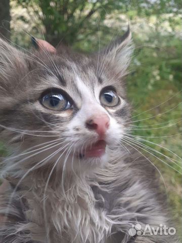 Котята на утопление Срочное пристройство