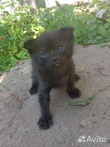 Вислоухий котёнок