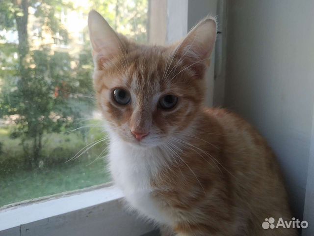 Маленький рыжий котенок ищет дом