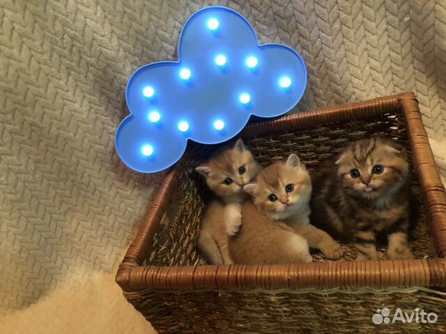 Британские котята