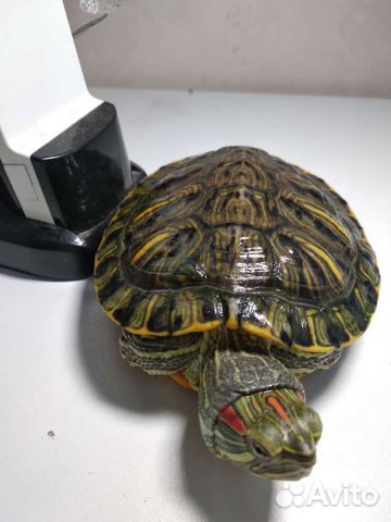 Красноухая черепаха