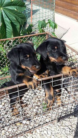 Щенки ягдтерьера