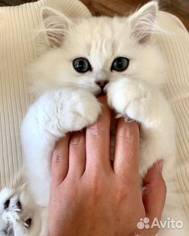 Британские котята серебристая шиншилла