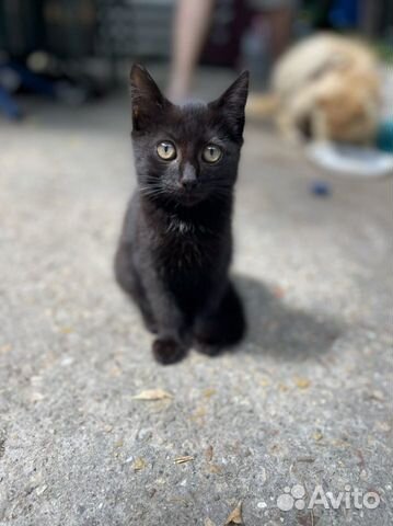 Красивые мальчишки Котята 3 месяца