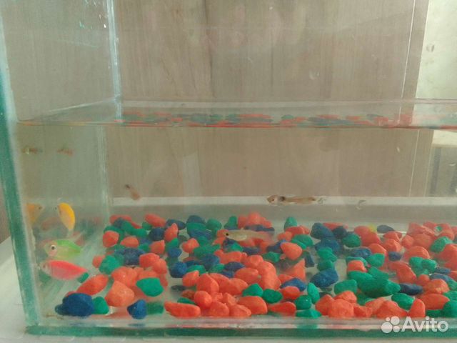 Аквариум 5 литров, рыбки тернеция 3