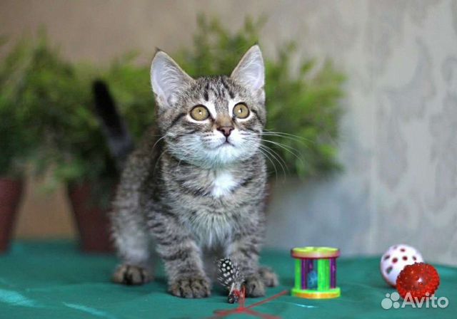 Котенок