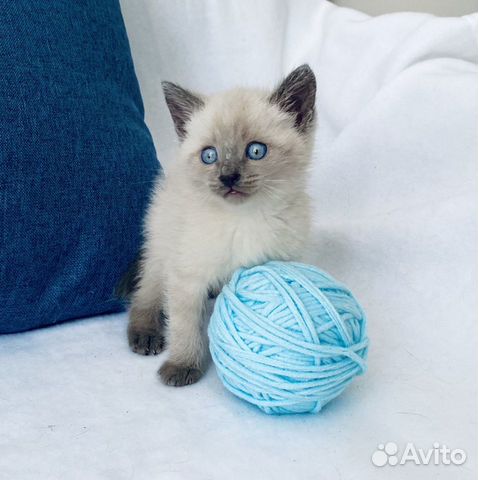 Самый прекрасный котёнок ищет семью