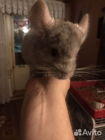 Шиншилла мальчик