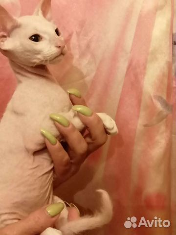 Кошки Петерболд