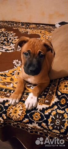 Собака стаффорд щенок