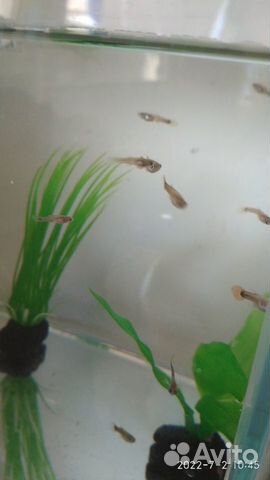 Отдам мальков гуппи 13 шт в добрые руки