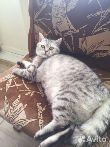 Шотладская кошка