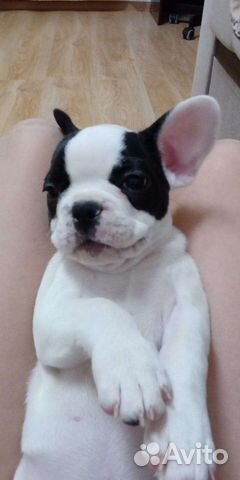 Щенок французского бульдога, 7 месяцев, в дар