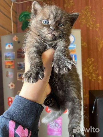 Британские котята