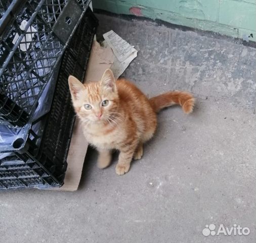 Рыжий котенок в добрые руки