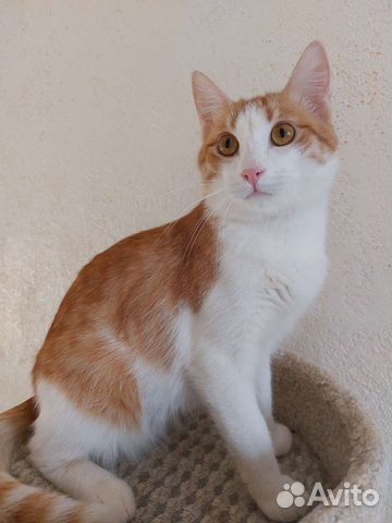Котик Май ищет дом и любимых людей