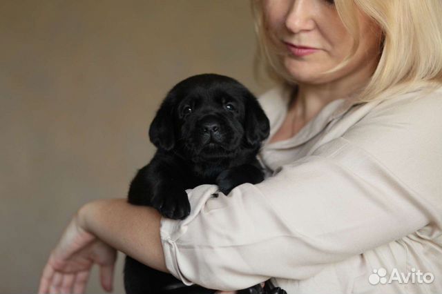 Щенки лабрадора ретривера РКФ