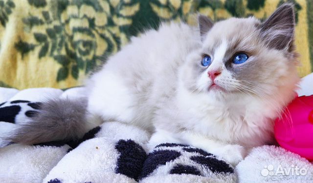 Кошечка рэгдолл