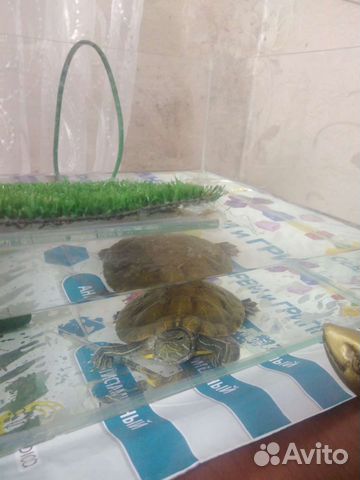 Черепаха вместе с аквариумом