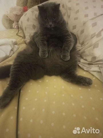 Кошки в добрые руки бесплатно