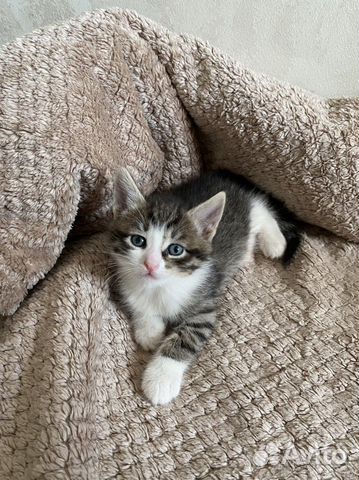Котенок 1,5 месяца мальчик бесплатно