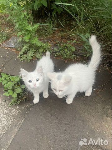 Очаровательные котята