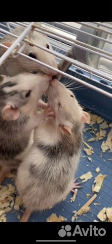 Крыса с клеткой