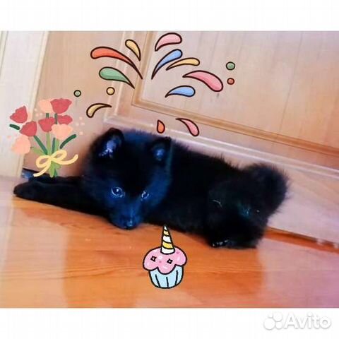 Щенки Схипперке