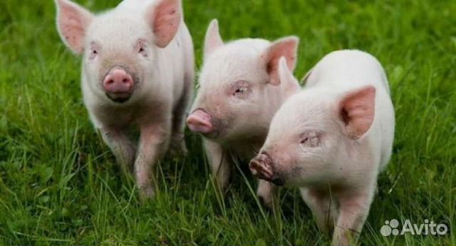 Поросята