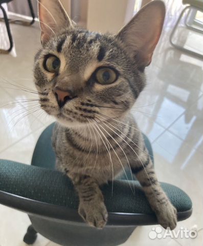 Котик - шпротик