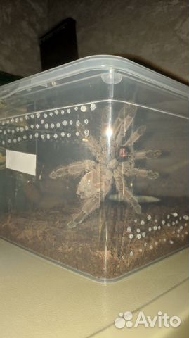 Паук птицеед