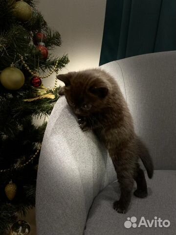 Британец девочка