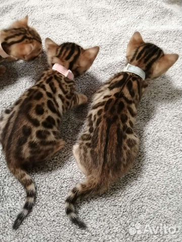 Бенгальские тигрята