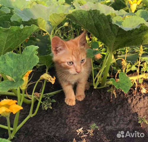 Солнечный зайчик ищет дом