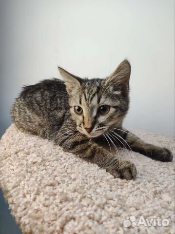 Котенок в добрые руки