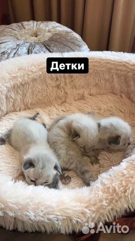 Продам котят порода невская маскарадная