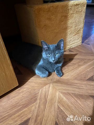 Котенок в ответственные руки’