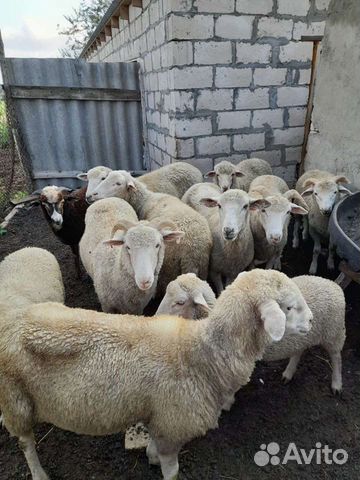 Овцы,ягнята