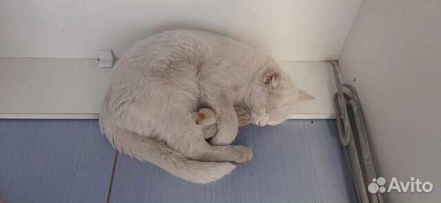 Кошечка
