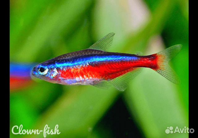 Рыбки неоны