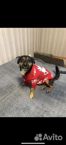 Потерялась собака в районе Московка 2