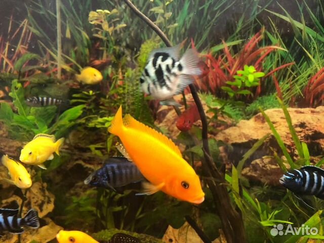 Красная зебра, дельфин белогубый