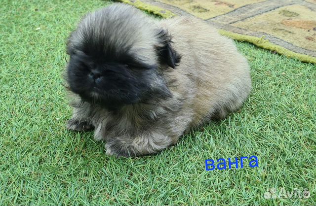 Щенки пекинеса