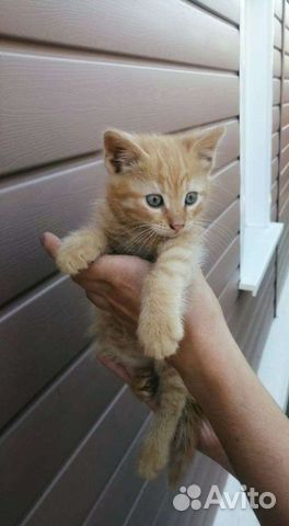 Котенок в добрые руки