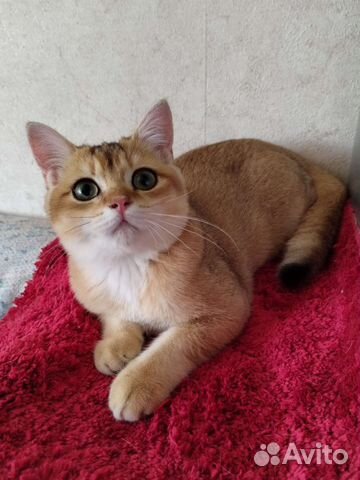 Мальчик золотой шиншиллы