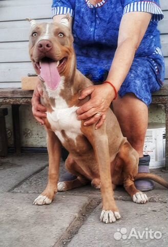 Щенок Прайтер