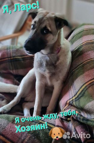 Щенок в добрые руки