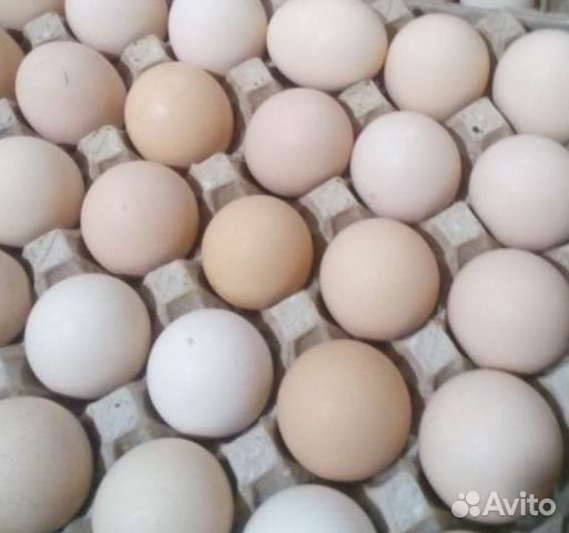 Инкубационное яйцо бройлер Арбор